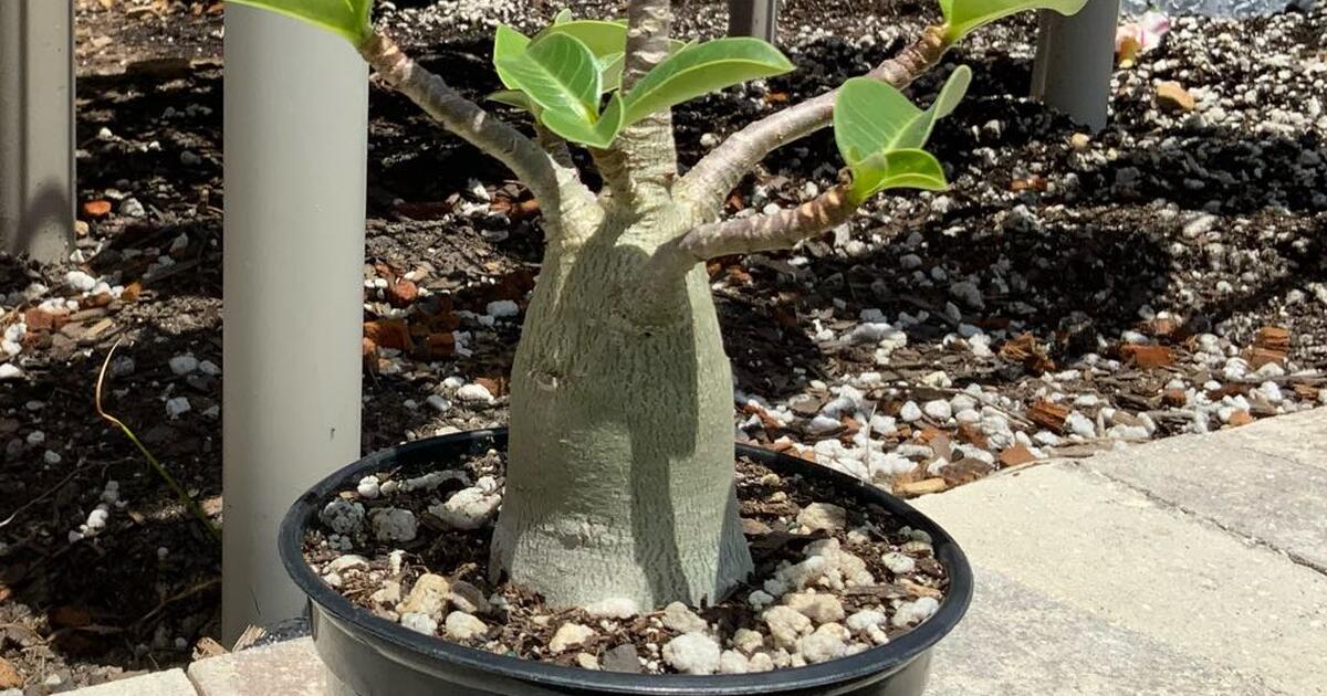 Rare Desert Rose Adenium Arabicum Natural Bonsai Seedlings for $25 in ...