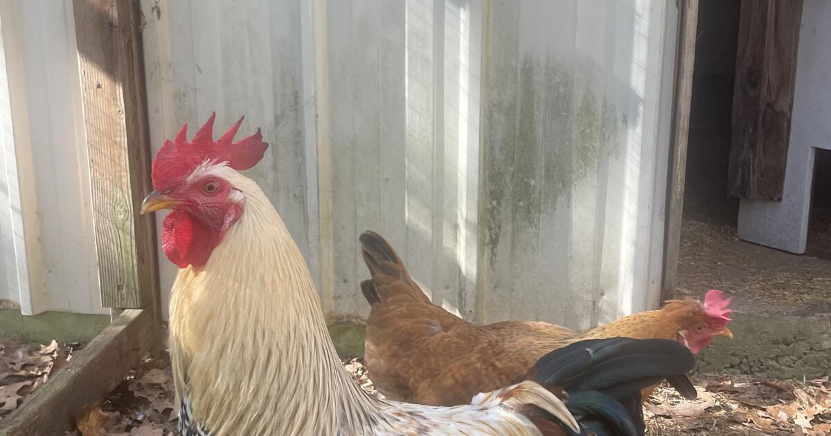 Jack and his girls need a new home for Free in Vass, NC | For Sale ...