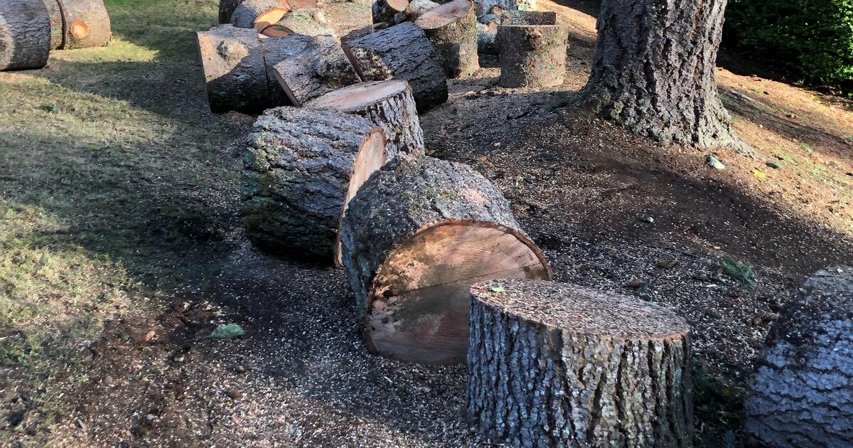 Cut Douglas Fir Tree Logs for Free in Redmond, WA | For Sale & Free ...