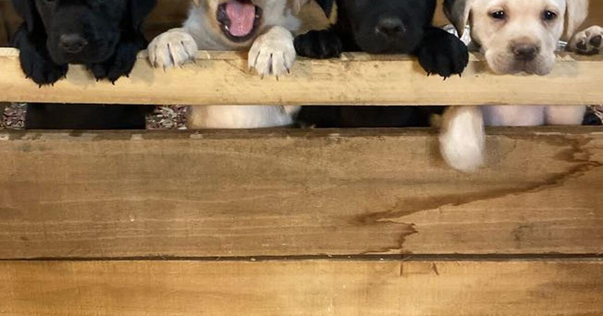 Full blooded Labrador Retriever Puppies for $350 in Burns, TN | For ...