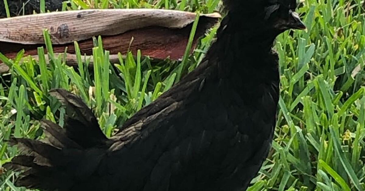 Polish Rooster for Free in Satellite Beach, FL | Finds — Nextdoor