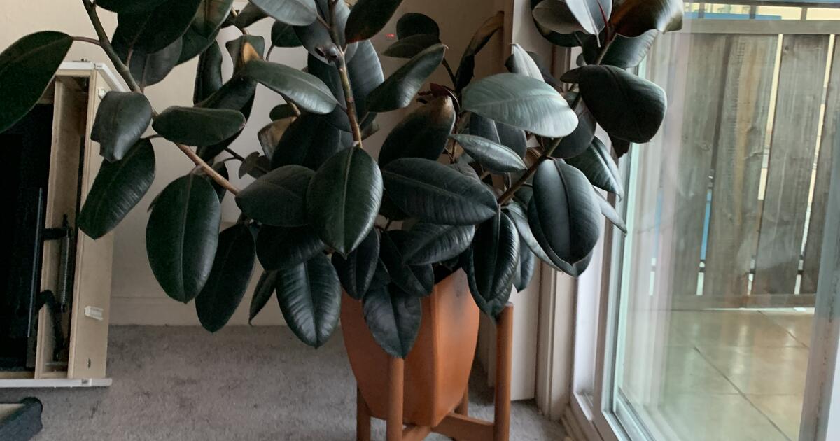 Large Rubber tree plant in nice pot for $20 in Richmond, VA | For Sale ...