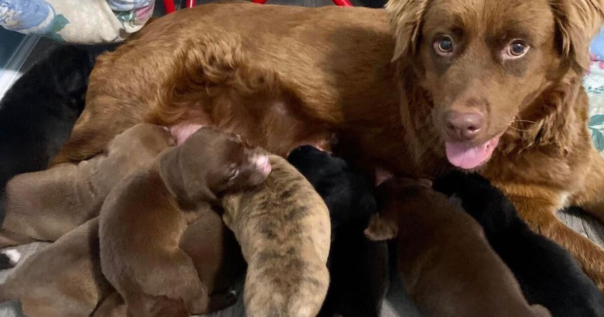 ISO PUPPY PADS or ANY dog supplies for free for Free in Alpharetta, GA ...