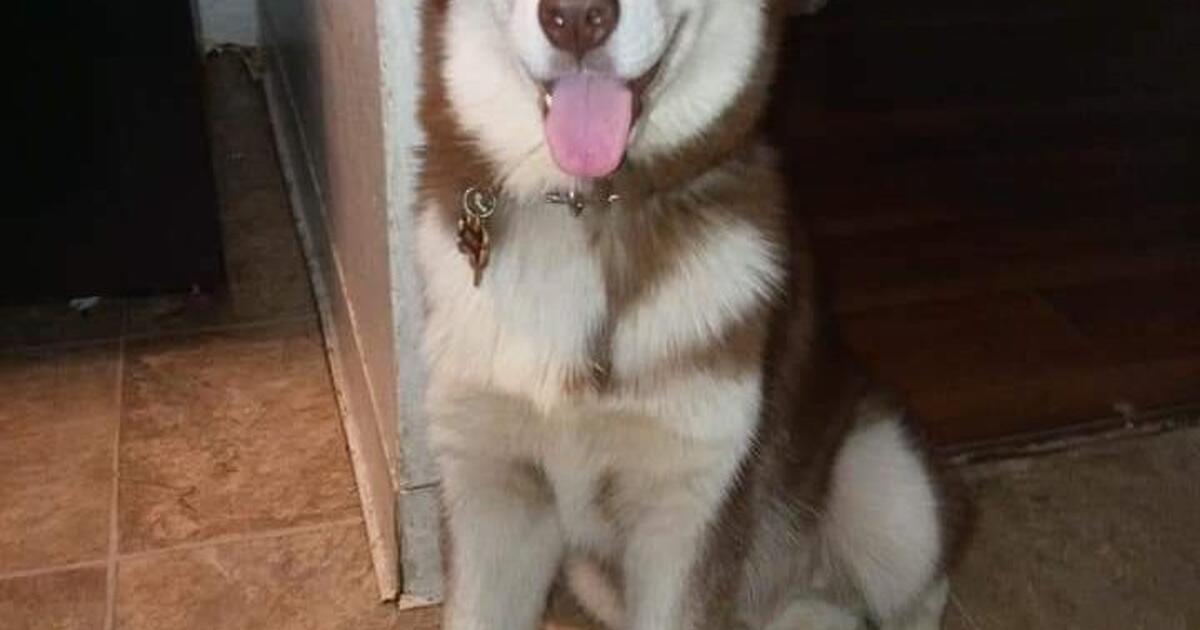 Looking To Re-home My Son's Husky in Perris, CA | For Sale & Free ...