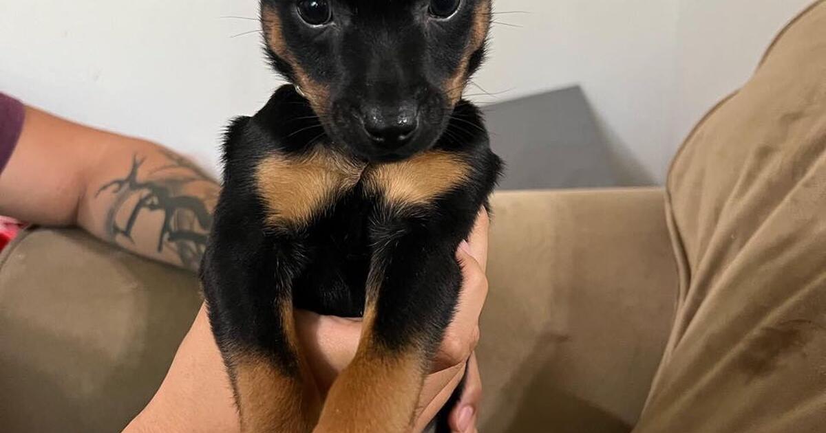 FREE PUPS to good home for Free in Burleson, TX | For Sale & Free ...