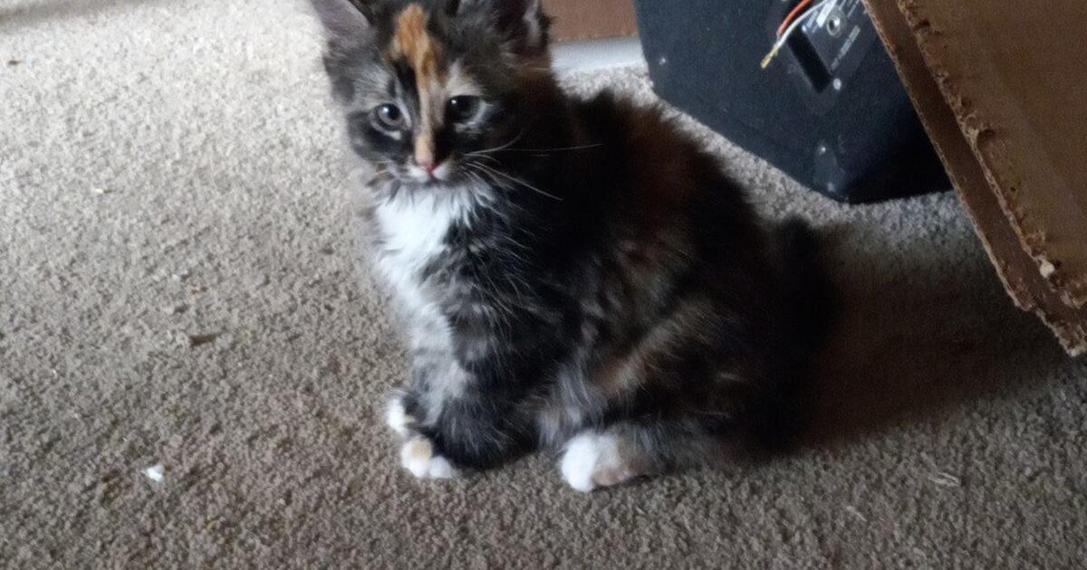 2 Indoor Female Kittens Ready For A Good Home for Free in Sacramento ...