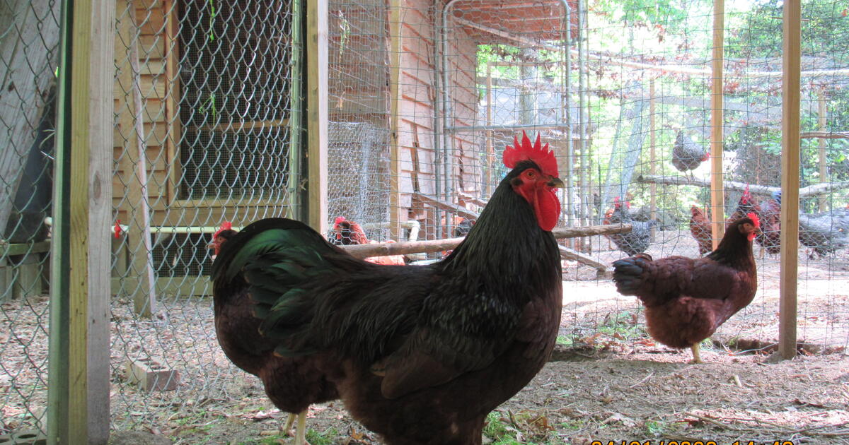 Are you considering keeping chickens??? Rhode Island Reds-Bred to ...