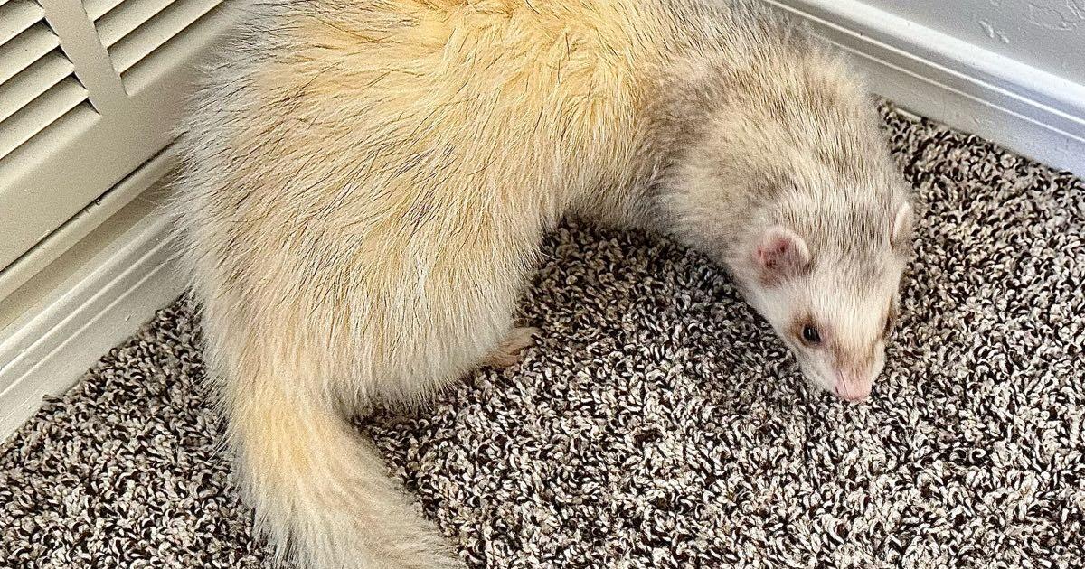 Rehoming 3 Marshall Ferrets for $120 in Surprise, AZ | For Sale & Free ...