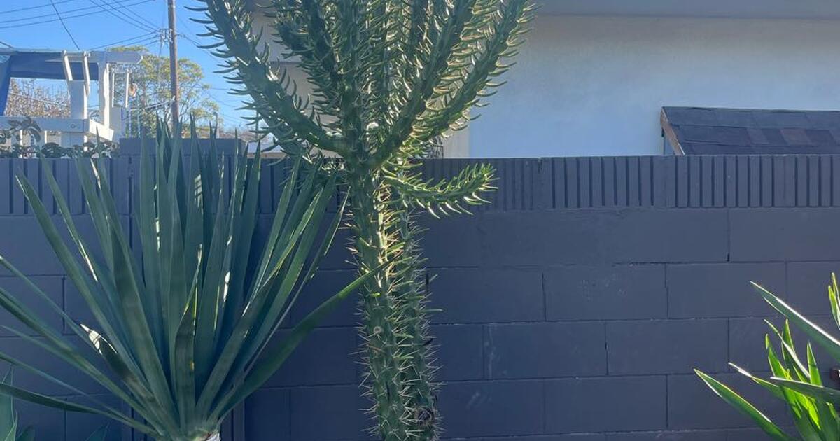 2 Eve’s Needle Cacti for Free in Huntington Beach, CA | For Sale & Free ...