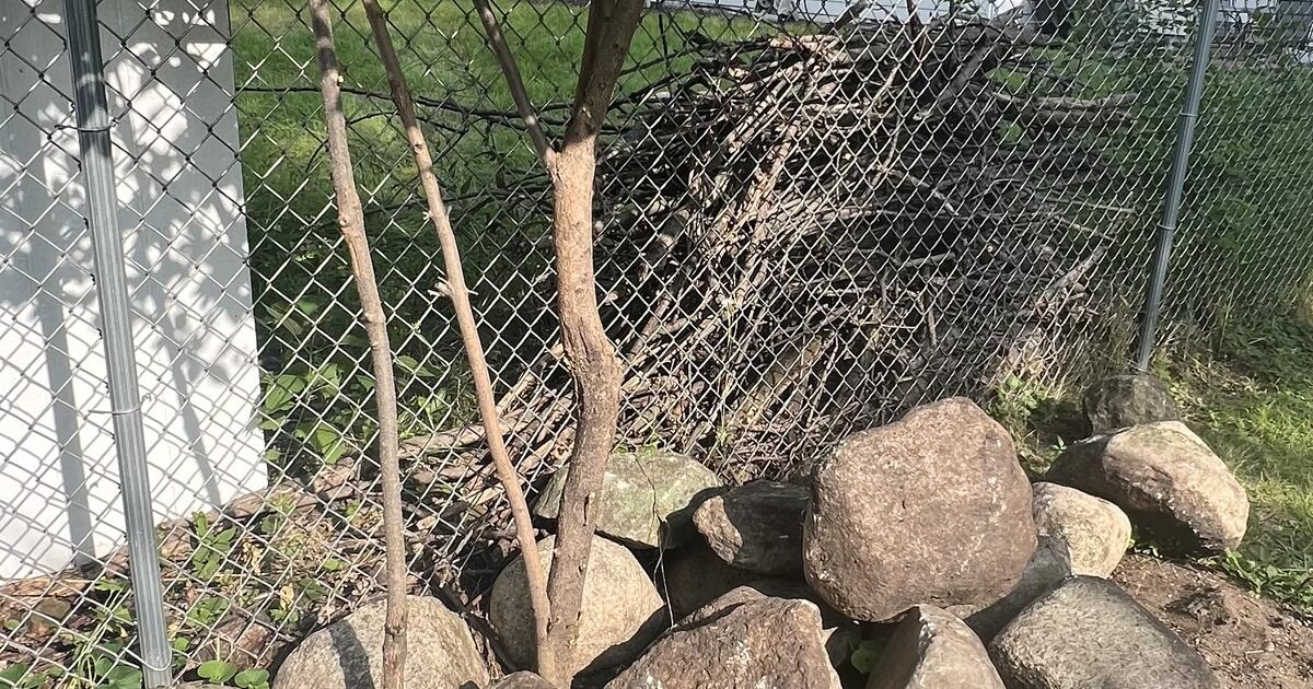 Free - REMAINING Large Landscaping Rocks for Free in St. Louis Park, MN ...