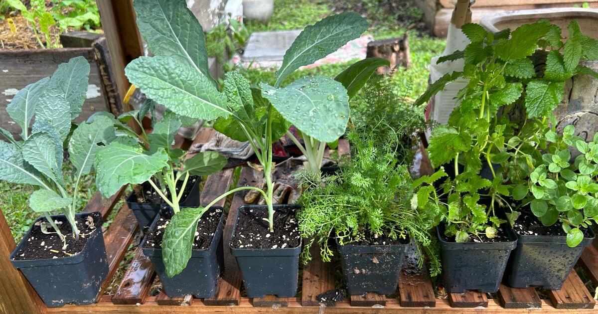 Assorted Herb and Vegetable Seedlings for $4 in Galveston, TX | For ...