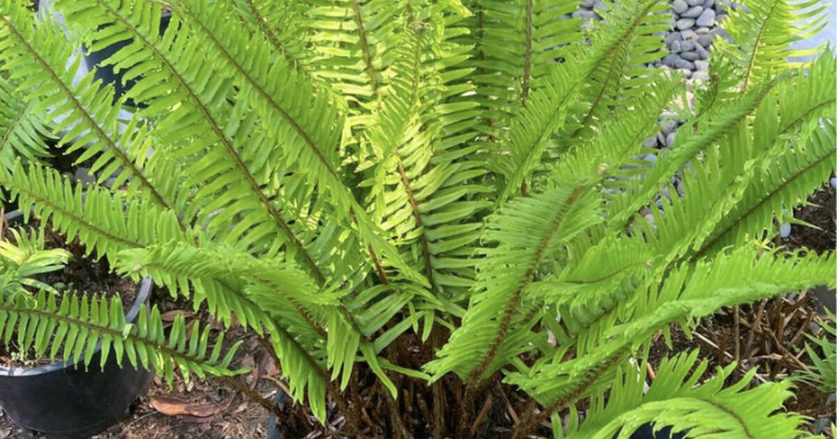 Native Sword Fern. for $25 in Oregon City, OR | For Sale & Free — Nextdoor