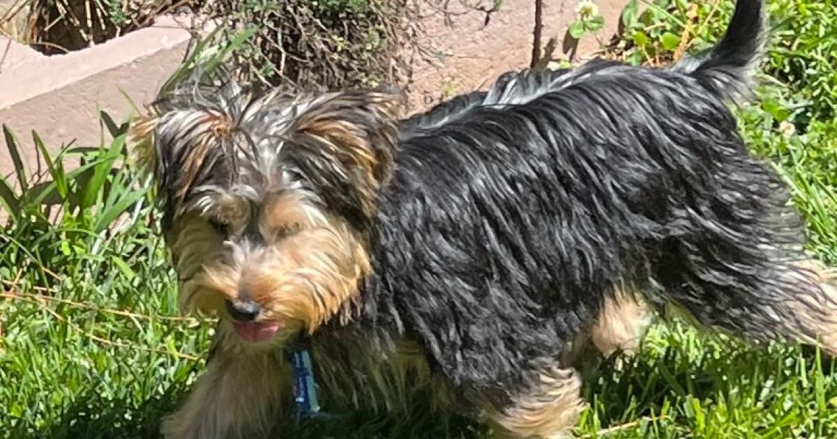 4 month yorkie puppy for $1300 in College Park, GA | For Sale & Free ...