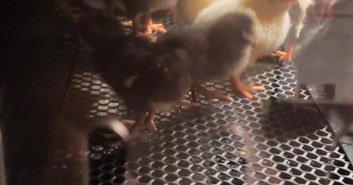 Barnyard Mix chicks ( Straight Run ) Muscadine, AL for $10 in Muscadine ...