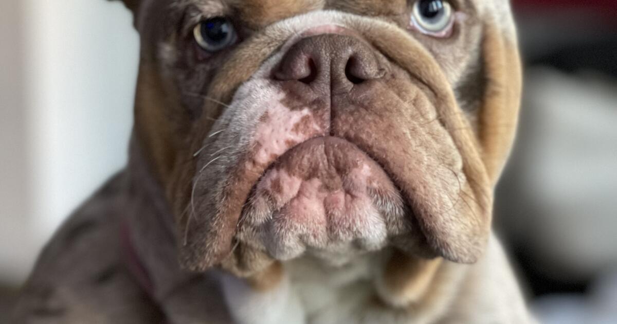 Rehoming my purebred English bulldog, she is neutered , has papers, and ...