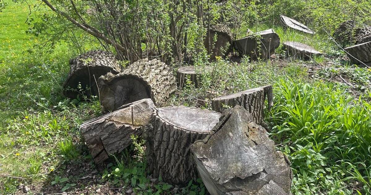 Tree logs for Free in Franklin, WI | Finds — Nextdoor