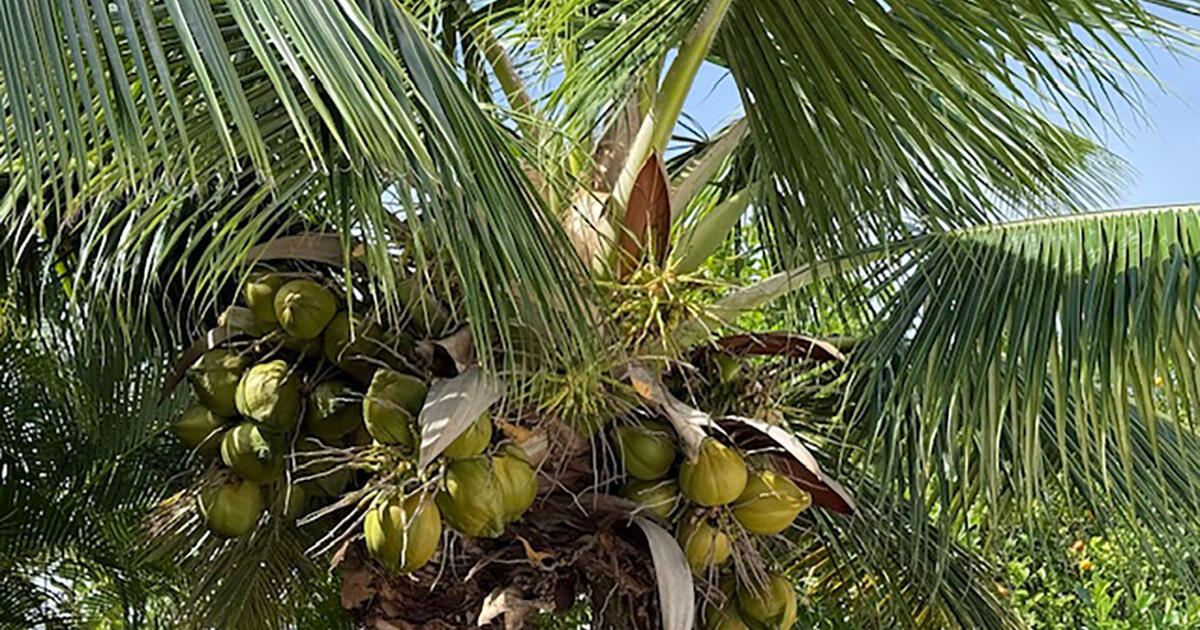 Free Coconuts for Free in Kailua, HI | For Sale & Free — Nextdoor