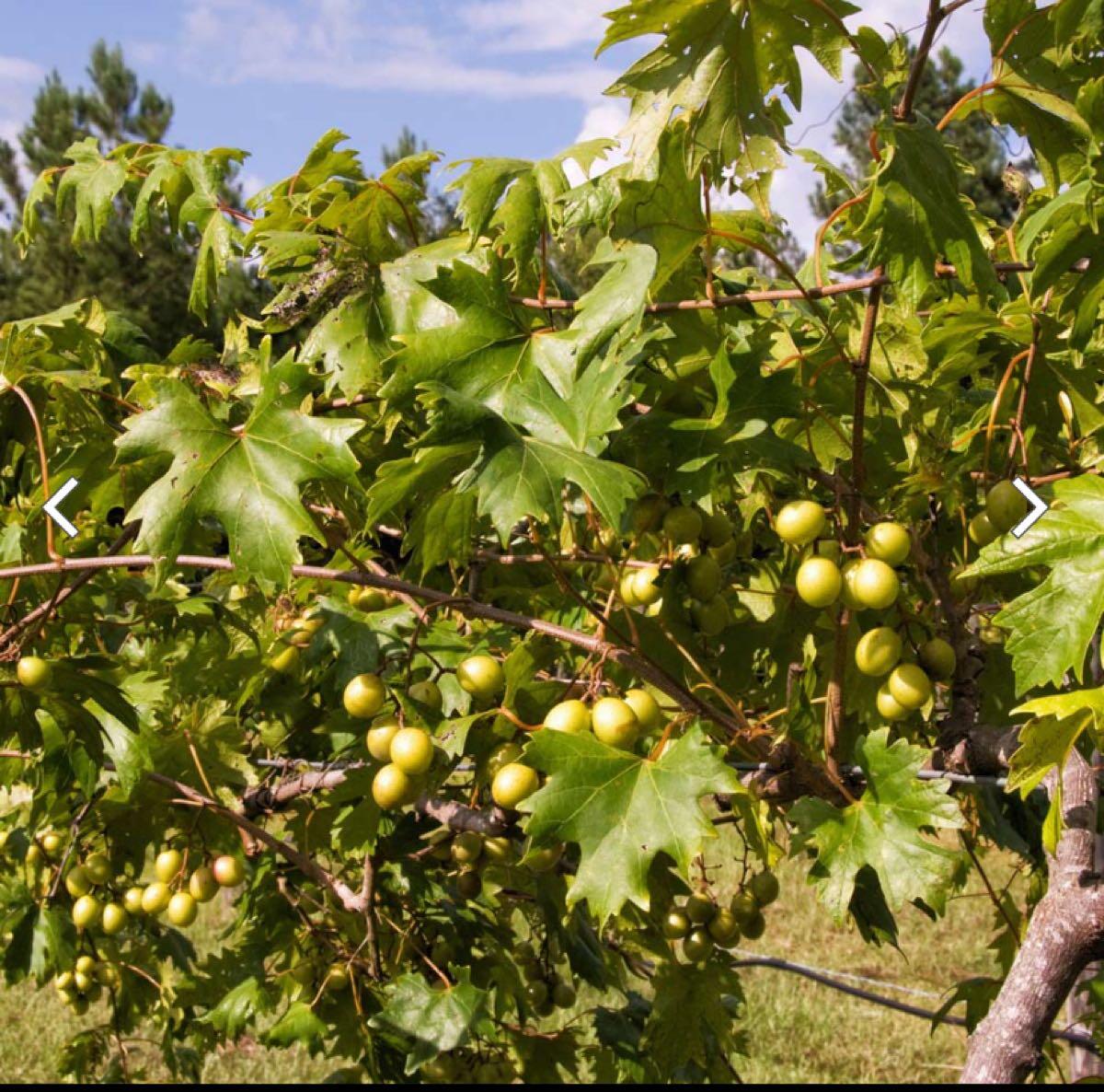 Elegant Muscadine Plants For Sale Gallery