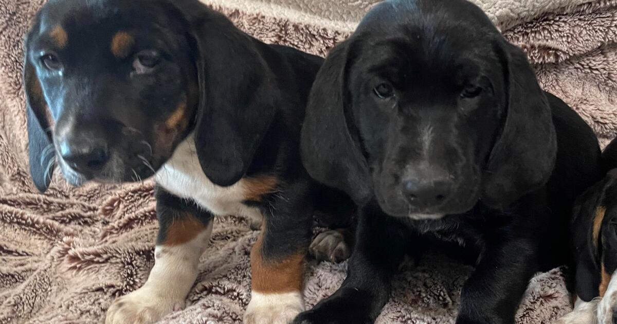 Basset lab mix puppies for $75 in Aztec, NM | For Sale & Free — Nextdoor