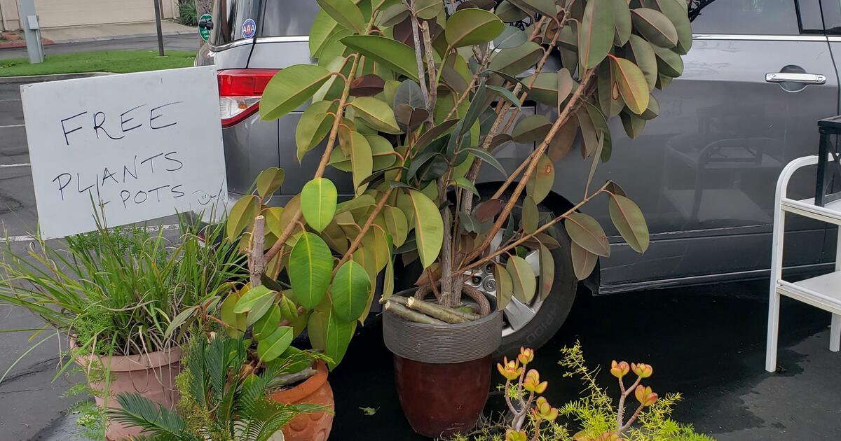 Free Plants + Pots for Free in Maricopa, AZ | For Sale & Free — Nextdoor