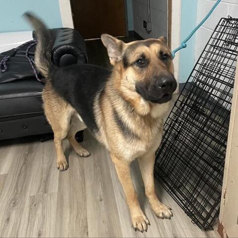 Two Found German Shepherds Riverview Drive (City of St. Louis ...