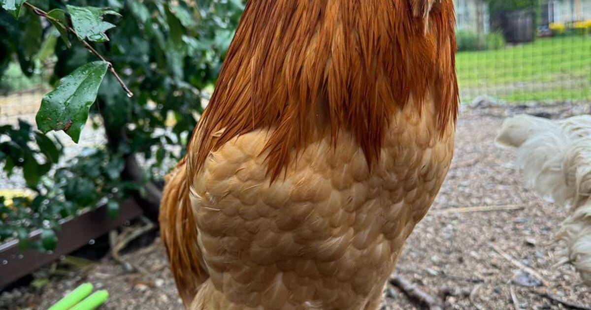 Rehoming Friendly Rooster for Free in La Crescenta, CA | For Sale ...