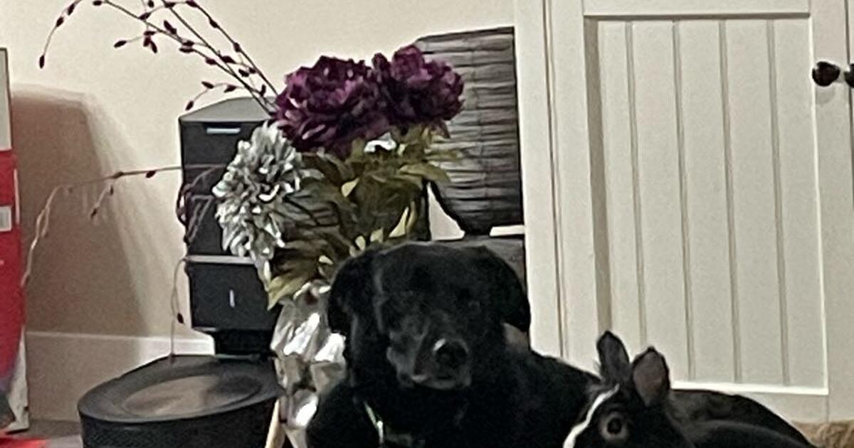 I need to re-home my lovely dog for Free in Salt Lake City, UT | For ...