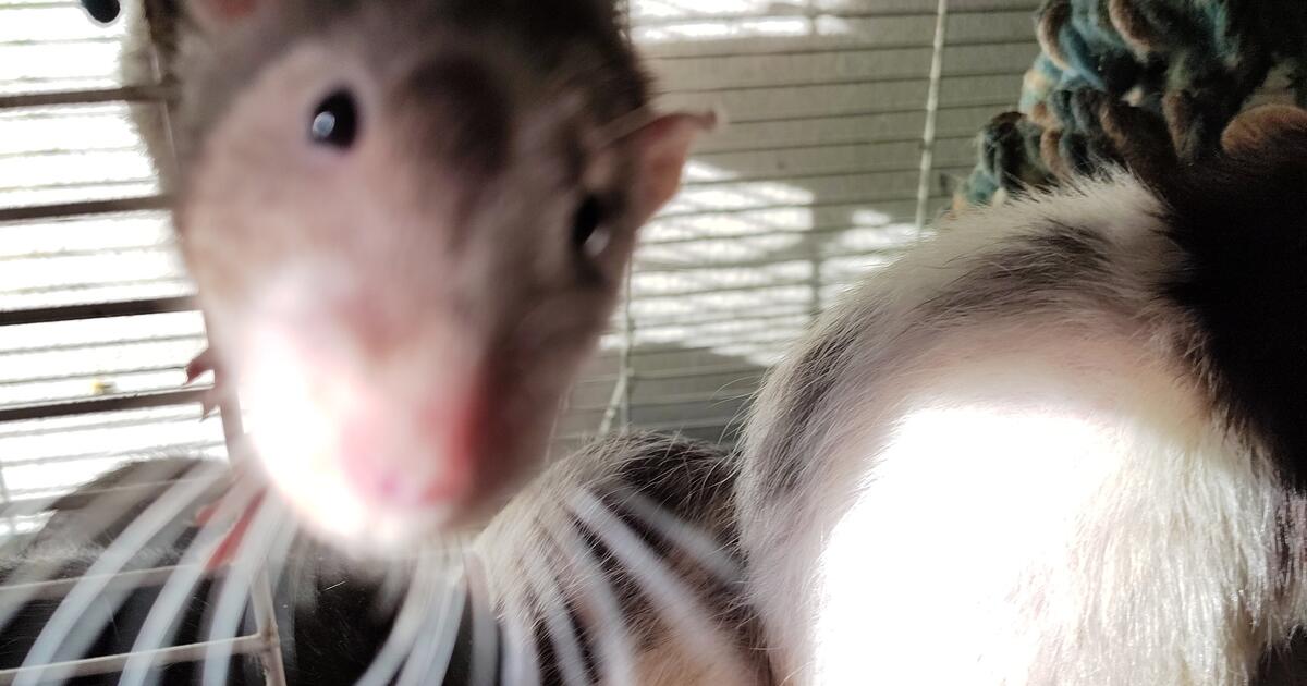 Pet Rats for Free in Salem, OR | For Sale & Free — Nextdoor