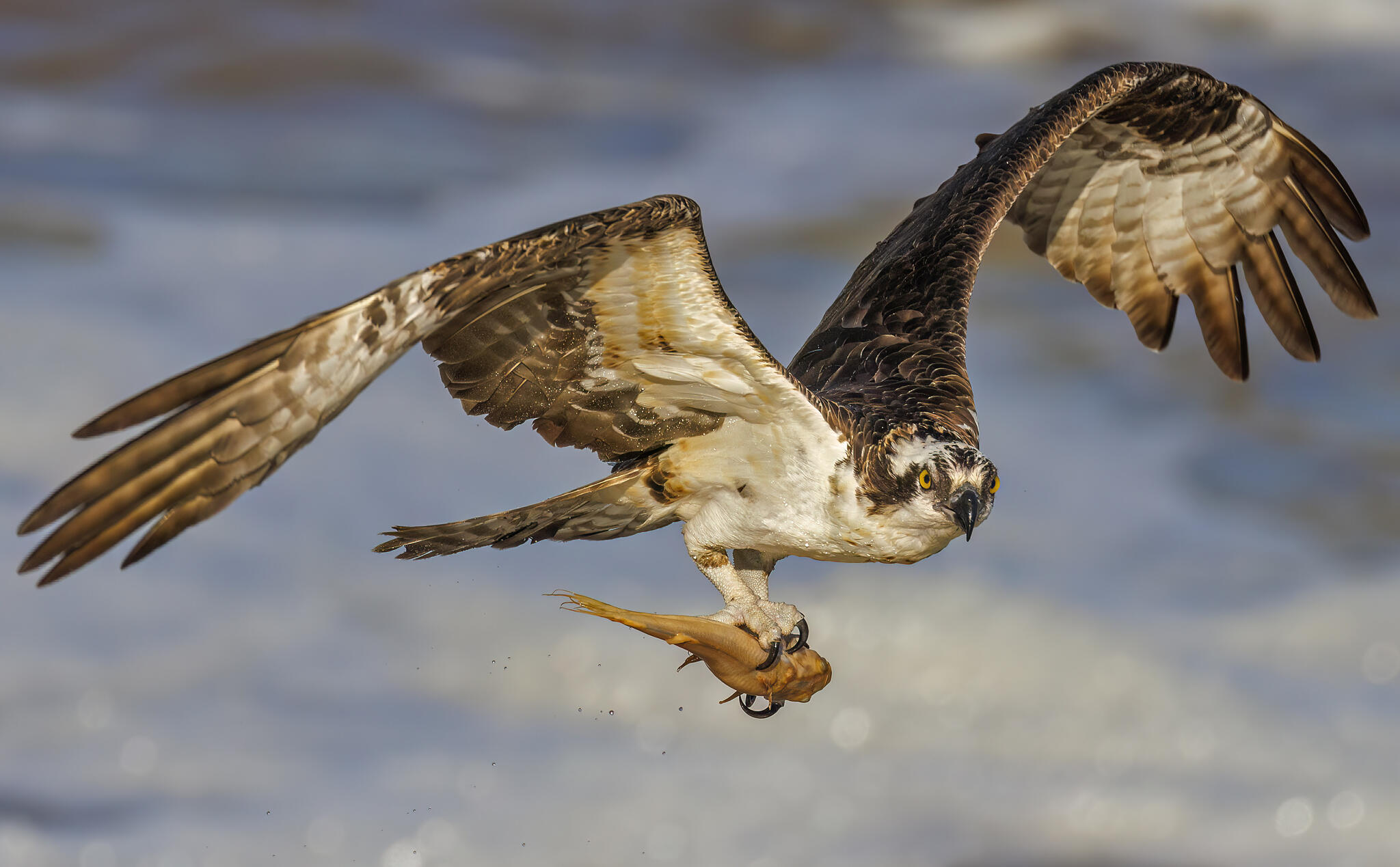 That look says it all. (North Carolina Wildlife Resources Commission ...