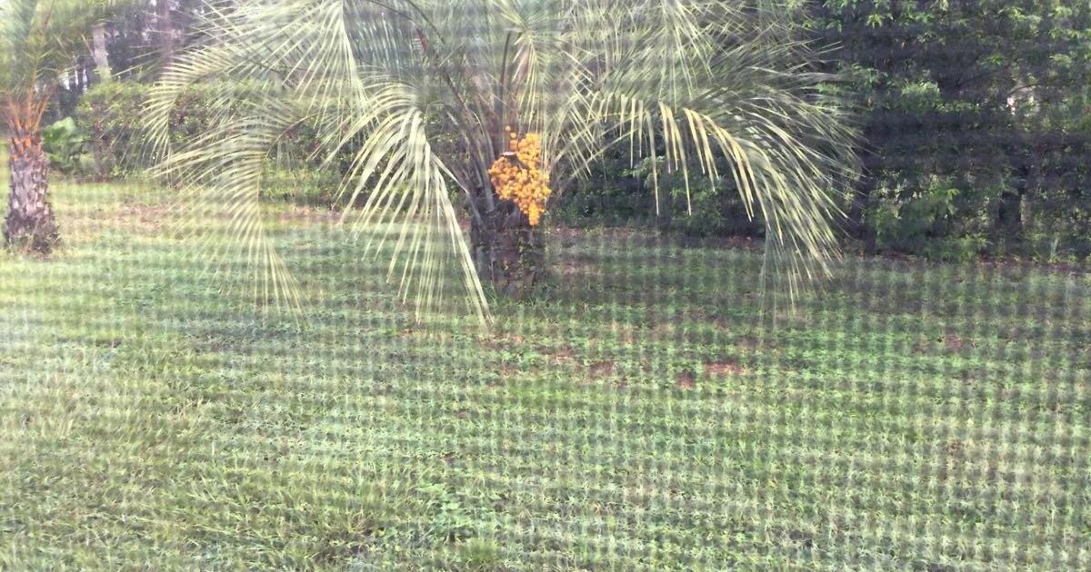 Free Pinto palm tree seeds / berries for Free in Beverly Hills, FL ...