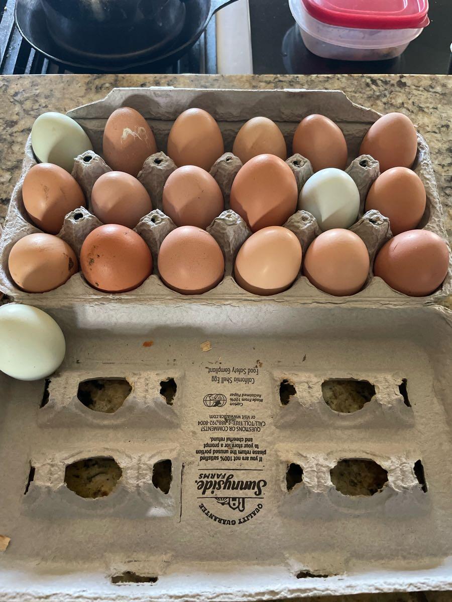 Fresh eggs for sale for Free in Fresno, CA | For Sale & Free — Nextdoor