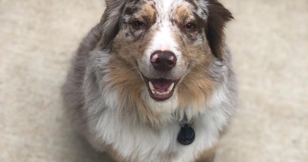 5 Year Old ASDR Mini Australian Shepherd for $50 in Hurst, TX | For ...