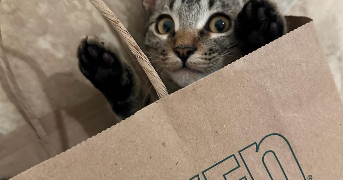 Free Tabby Cat 4mo. Old for Free in Orange, CA | For Sale & Free — Nextdoor