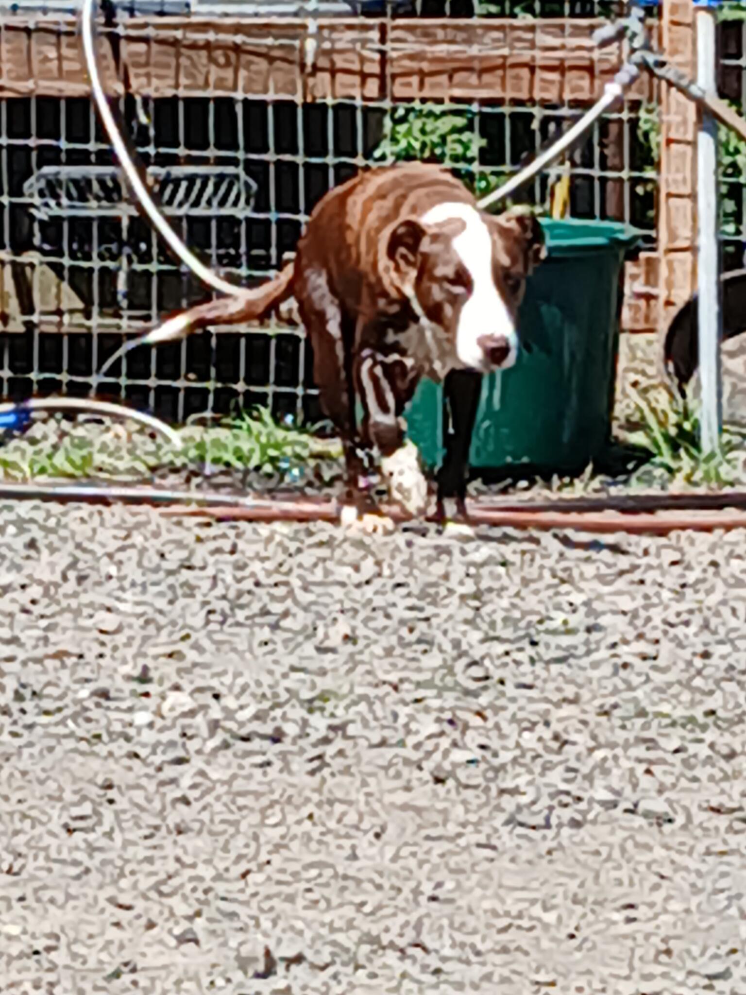 Staffordshire Terrier/Bermese Mountain Dog Female Adult for Free in ...