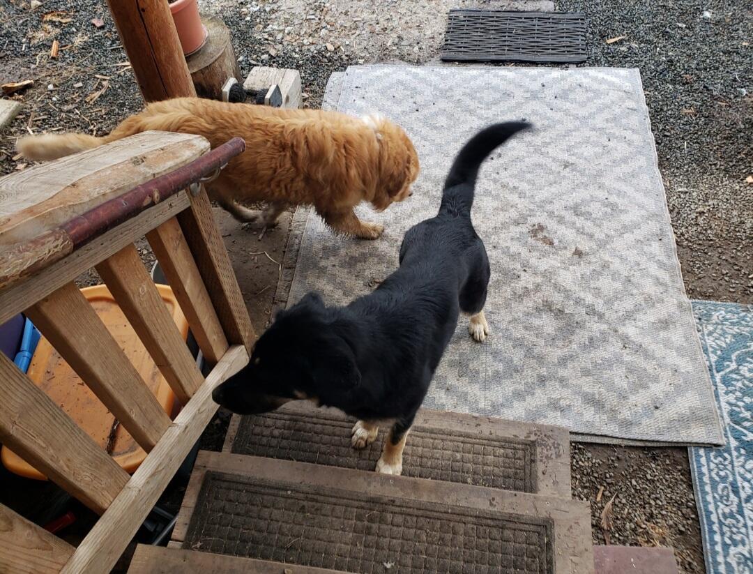 Dog in Coeur D Alene, ID | For Sale & Free — Nextdoor