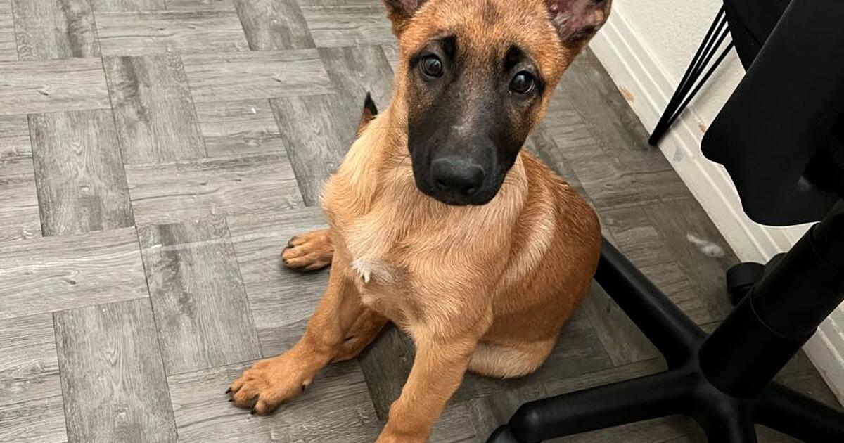 Rehoming Belgian Malinois shepherd in Indio, CA | For Sale & Free ...