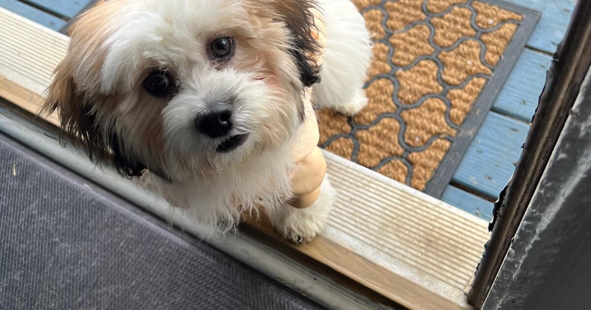 Teddy bear pup needs new home for Free in Richmond, VA | For Sale & Free — Nextdoor