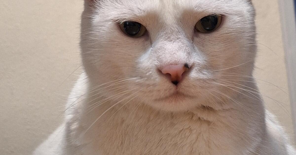 Turnip the Cat for Free in Seattle, WA | For Sale & Free — Nextdoor