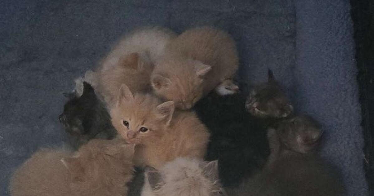 FREE KITTENS & 4 Adult Female Cats for Free in Rocklin, CA | For Sale ...