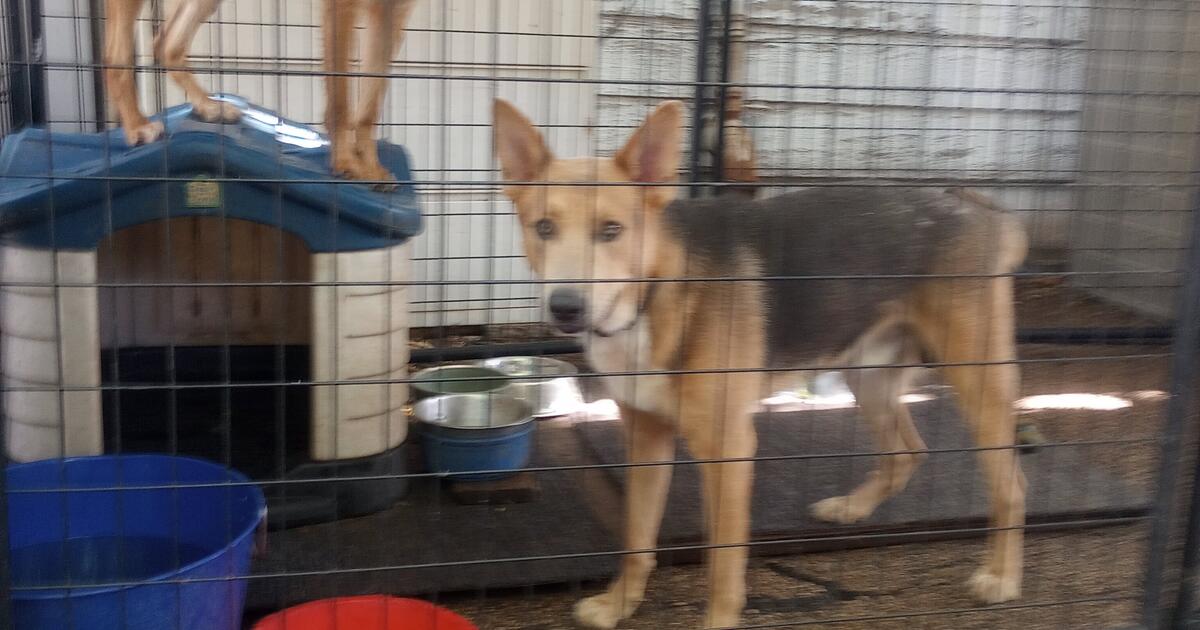Shepherd Dogs. Male And Female, Less than 1 Years Old for $50 in Austin ...