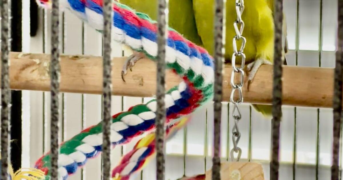 Colorful Bird Cage with Accessories for Free in The Villages, FL | For ...
