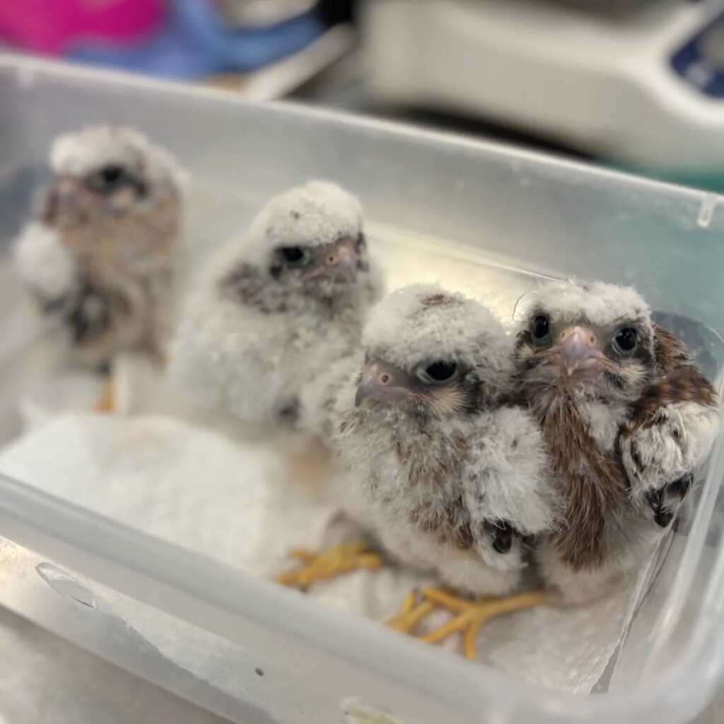 Liberty Wildlife - Phoenix, AZ - Nextdoor