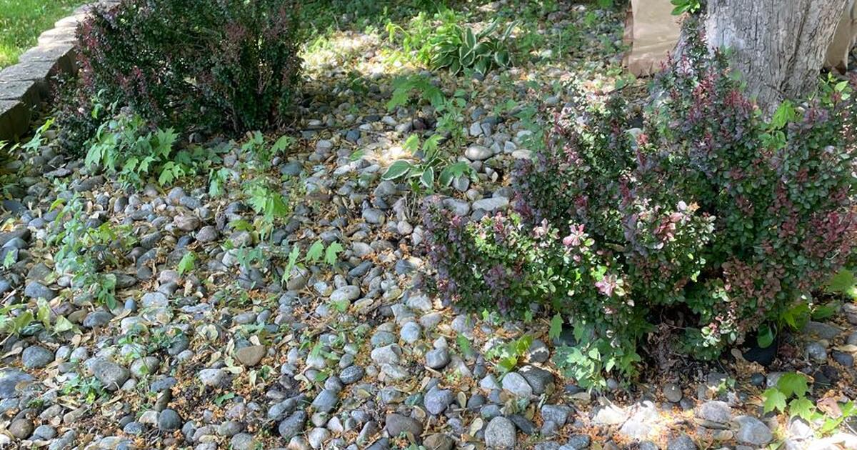 FREE-landscaping rocks for Free in Lansing, MI | Finds — Nextdoor