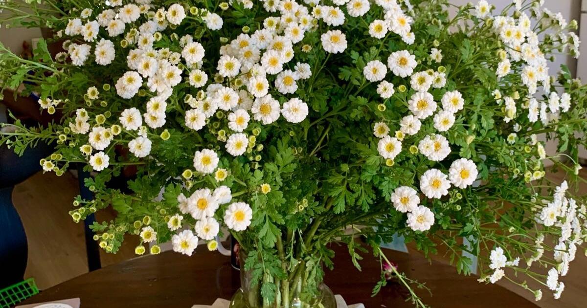 Organic Matricaria Feverfew Terra White Slow Grown Bouquet Filler ...