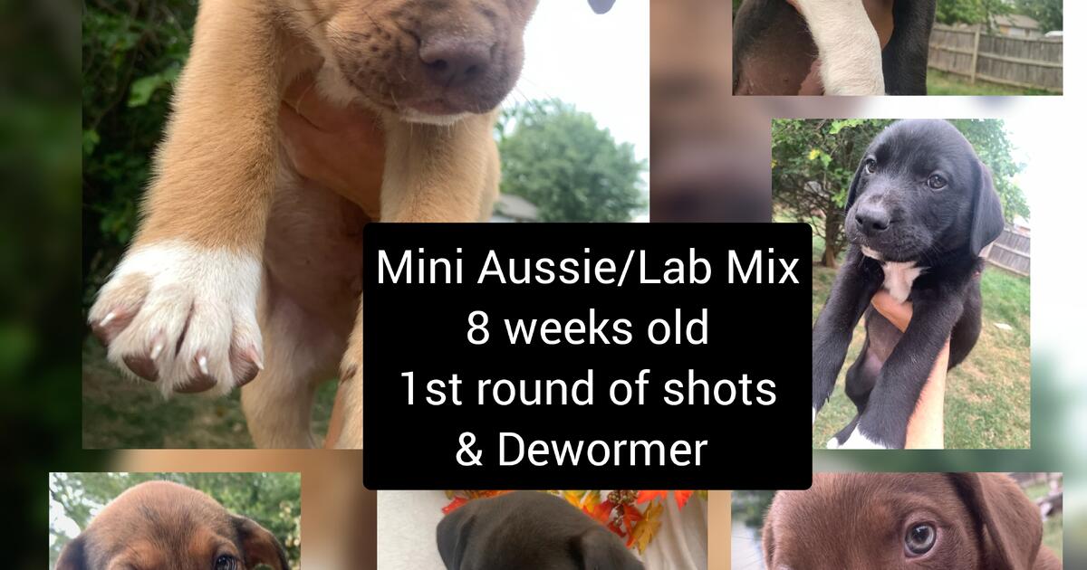 Mini Aussie/lab pups for $50 in Columbia, MO | For Sale & Free — Nextdoor