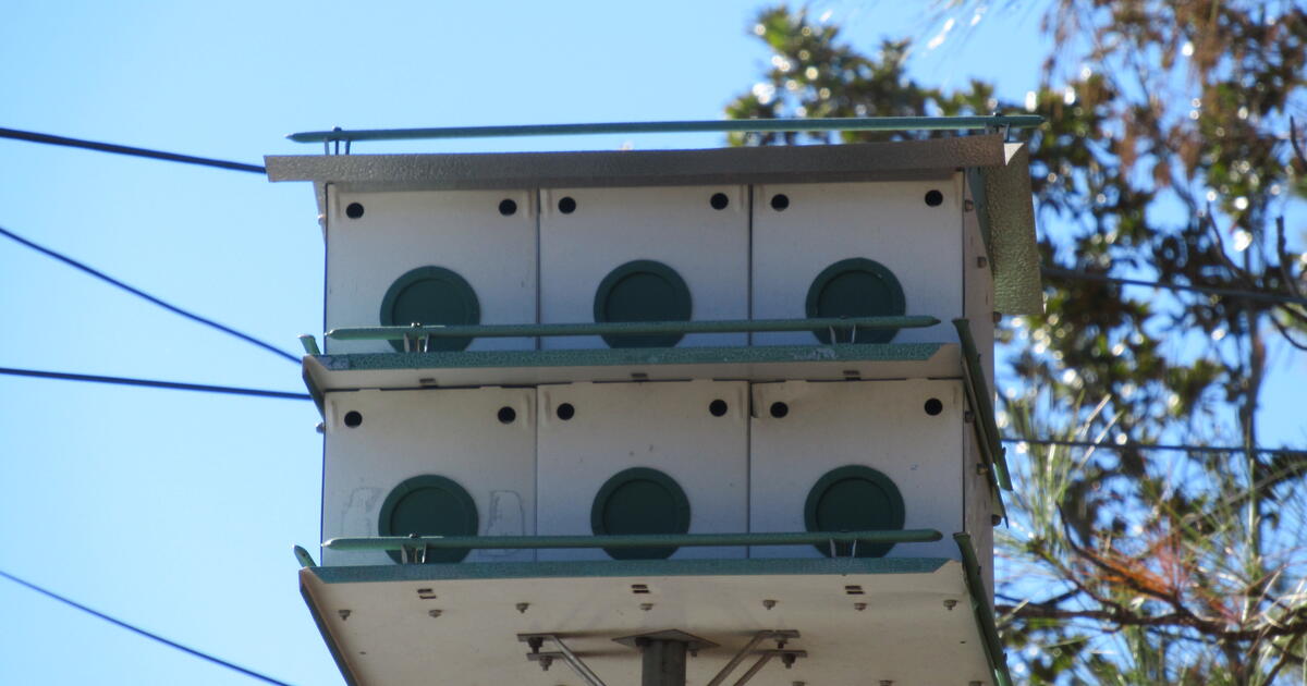 Multi-Level Purple Martin Birdhouse for $50 in Alexandria, LA | For ...