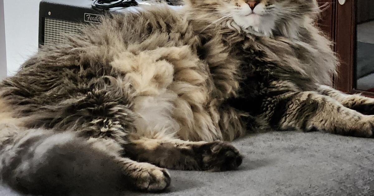 Long hair part Maine Coon Cat for Free in Toms River, NJ | For Sale ...