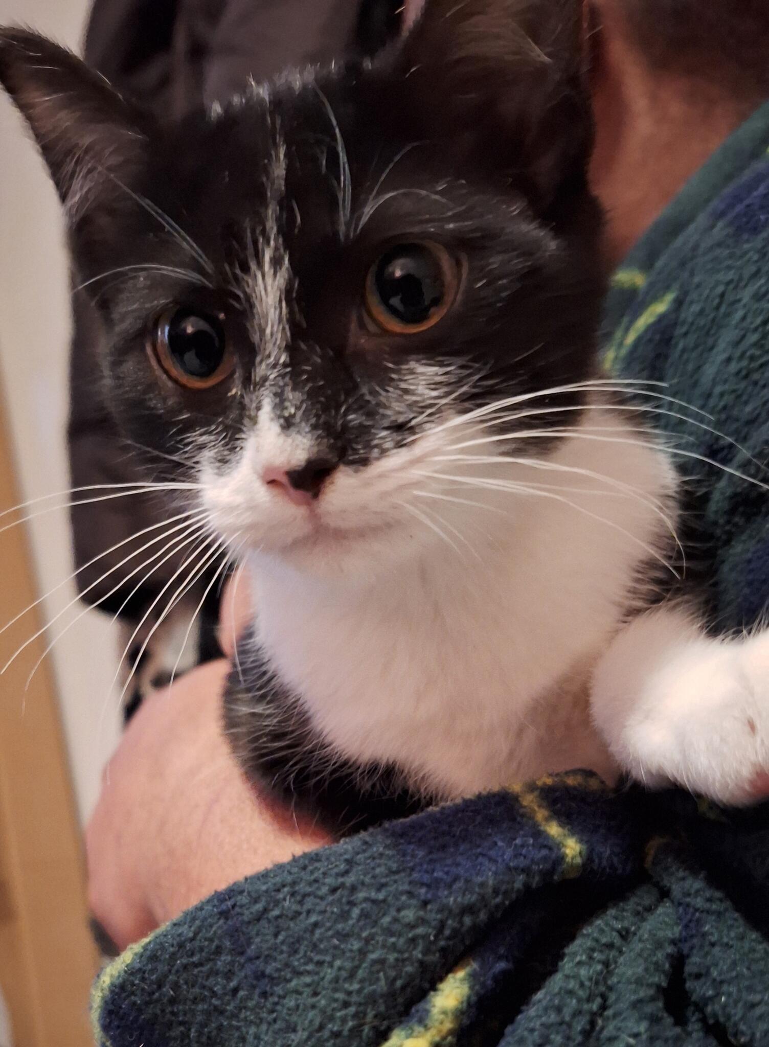 Kittens need a new home for Free in Atlanta, GA | For Sale & Free ...