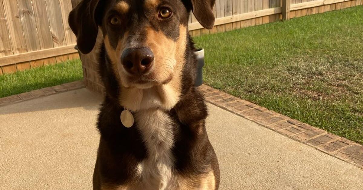 Re-home Doberman -Pyrenees mix in Spanish Fort, AL | For Sale & Free ...