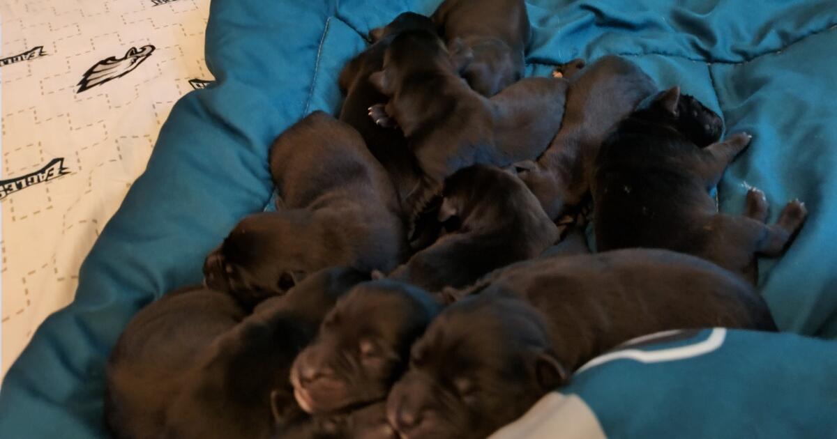 Black Norwegian Elkhound Lab Mix Pups for $550 in Shippensburg, PA ...
